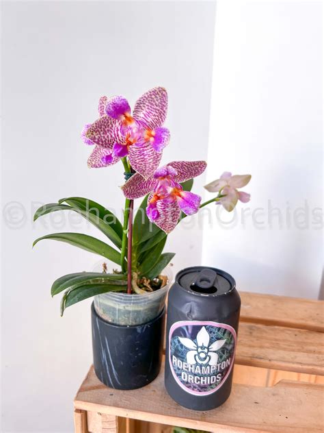 Phal. Joy Fairy Tale '670' – Roehampton Orchids