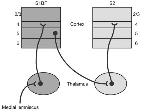 The Corticothalamocortical Circuit Drives Higher Order Cortex In The Mouse Abstract Europe Pmc