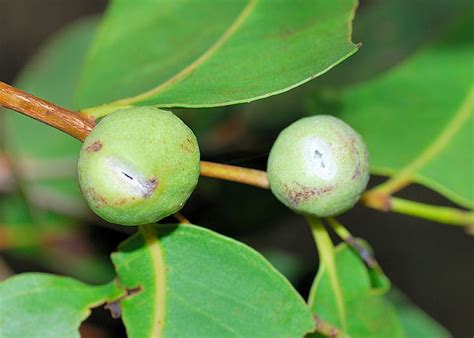 Bishops Head Gumtree Gall Apiomorpha Pileata