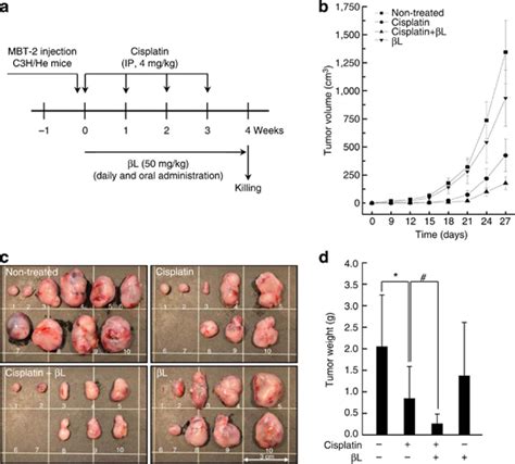 Effect Of βl On Cisplatins Tumoricidal Activity Using A Tumor Bearing