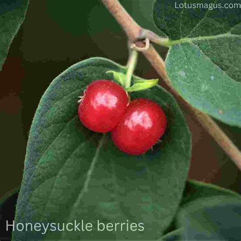 What Berries Are Edible At Claude Herrington Blog