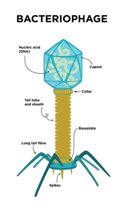 Flat Illustration Of Bacteriophage Structures And Anatomy 2223232