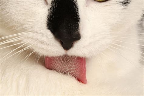 How Cat Tongues Work—and Can Inspire Biotechnology