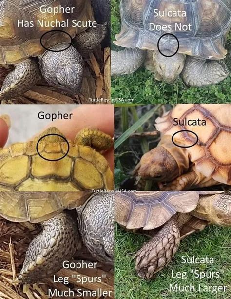 Gopher Tortoise — Swamp Girl Adventures
