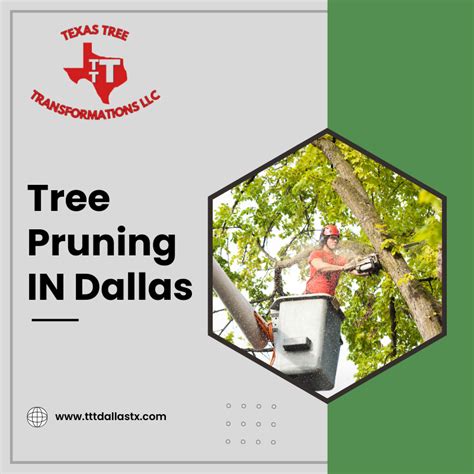 Professional Tree Pruning Service In Dallas Texas Tree Transformations Texas Tree