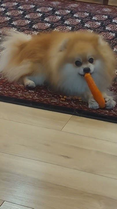 هویج خوردن سگ پامر Youtube