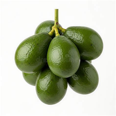 Fresh Bunch Of Unripe Avocados Hanging Together On A Stem Stock Illustration Illustration Of