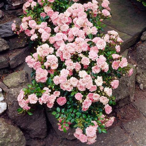 Variegated Pink Miniature Roses Delicate Fragrance Flowers Plant