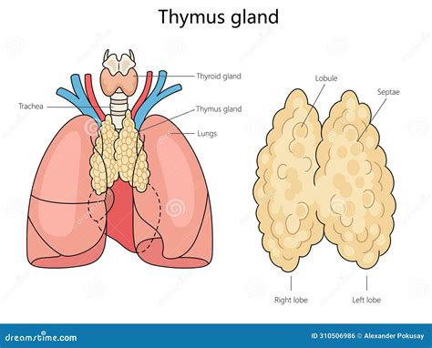 Human Thymus Gland Structure Medical Science Stock Illustration
