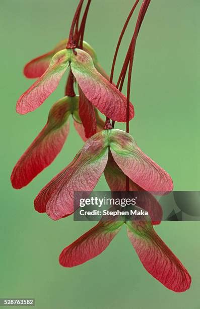 Maple Tree Seed Pods