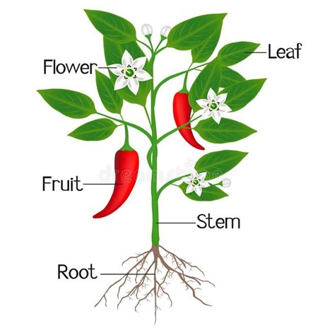 Chili Pepper Plant Parts Illustration