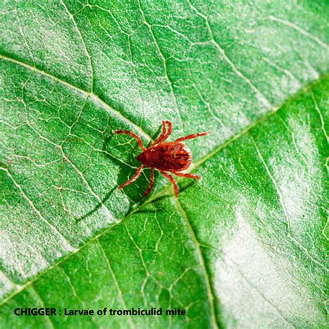Yr Old Farmer With Fever And Cough Later Developed ARDS And Shock What Is The Drug Of