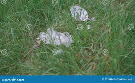 Polluted Grass Area With Remains Stock Footage Video Of Camp Meadow