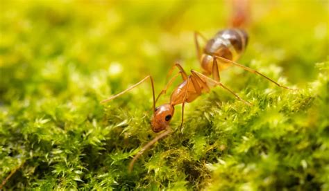 5 Effective Tips For Getting Rid Of Crazy Ants In Montana Kodiak Pest