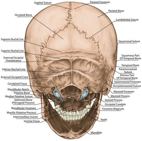 Board Skull Posterior View Stock Illustration Illustration Of