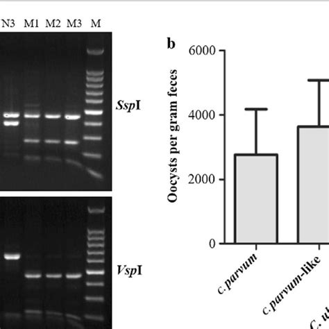 A Patterns Of Restriction Fragment Length Polymorphism Analysis Of The