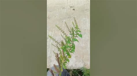 মহা কার্যকরী ঔষধি গাছ Youtube