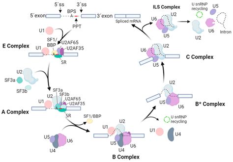 Life Free Full Text Regulation Of Pre Mrna Splicing Indispensable Role Of Post