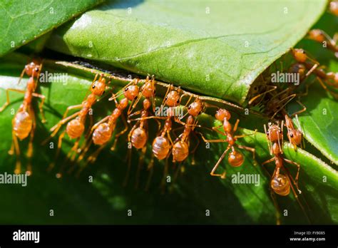 Ants Structure Hi Res Stock Photography And Images Alamy