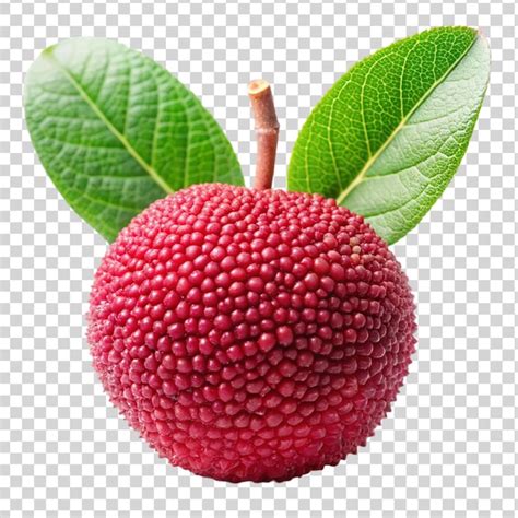 Pyrus Fruit Psd 4000 High Quality Free Psd Templates For Download
