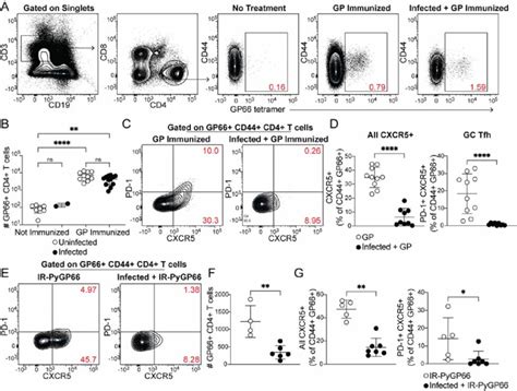 Cd4 T Cell Expansion But Disrupted Polarization Following Heterologous Download Scientific