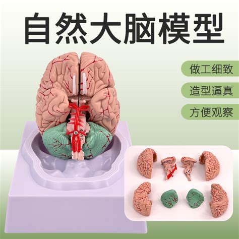 Medical Human Brain Anatomy Decomposition Model Educational Teaching Tool Cerebral Cortex Body