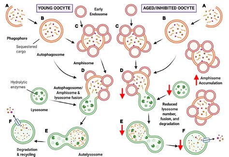 Figure 1 From The Impact Of Aging On Macroautophagy In The Pre Ovulatory Mouse Oocyte Semantic
