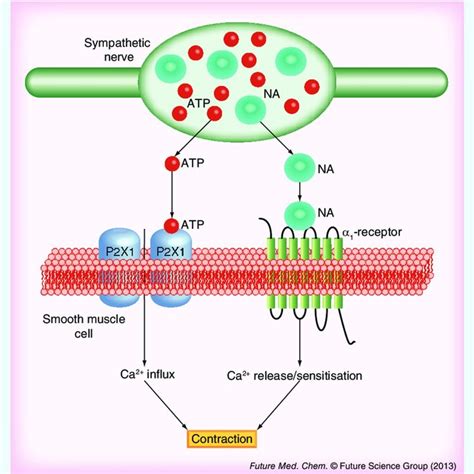 P2x Receptor Reverse Transcriptase Pcr Products In Intrapulmonary