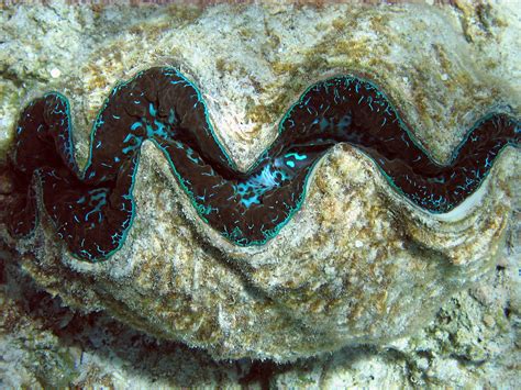 Sea Wonder Giant Clam National Marine Sanctuary Foundation