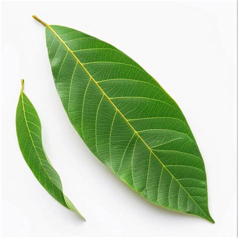 Premium Psd Growth Closeup Environmental Lush Natural Green Eco Leaf