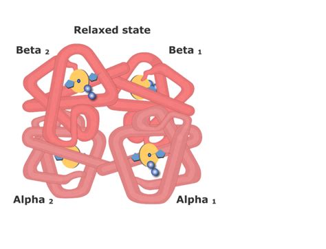 Structure Of Hemoglobin