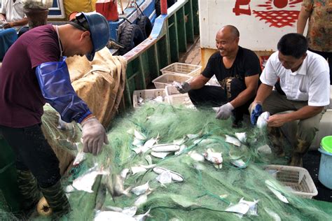 浙江省鲳鱼丰收渔民乐 中国项目城网