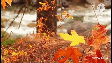 Прекрасные звуки природы Лечение звуком Шум реки и пение птиц Youtube