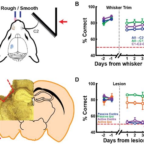 Texture Discrimination Can Be Performed With A Single Whisker And Is Download Scientific