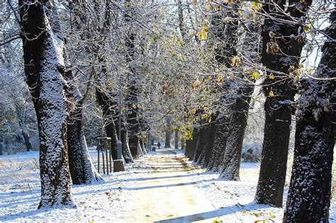 나무 좁은 길 공원 Pixabay의 무료 사진 Pixabay