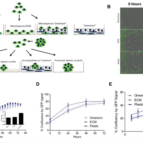Determination Of Cell Proliferation Rates A Schematic Of The Eight