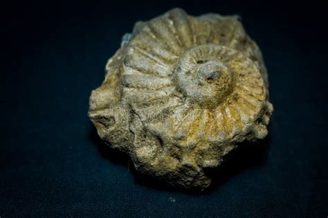 Small Fossilized Seashell Stock Photo Image Of Texture 105576166