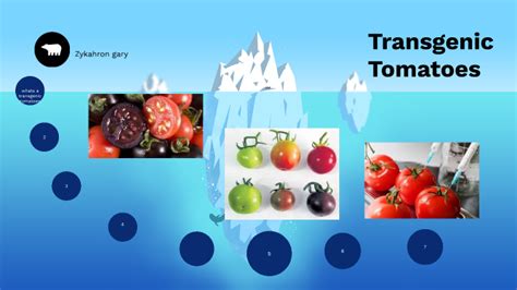 Transgenic Tomatoes By Zykahron Gary On Prezi