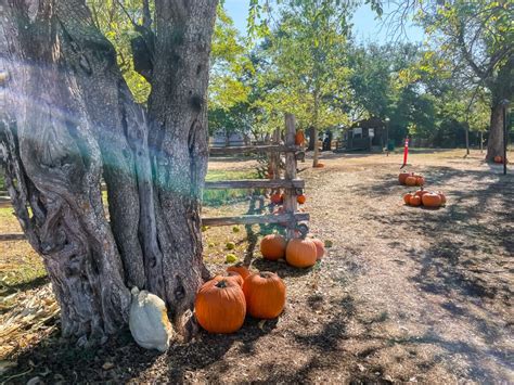 15 Best Pumpkin Patches In Austin Tx In 2023 Very Truly Texas