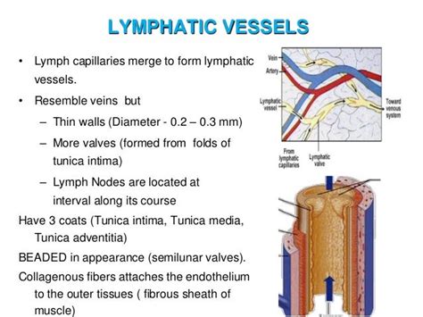 Lymph And Lymphatic System