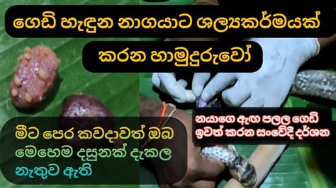 ගෙඩි හැදුන නයාට සිදුකළ ශල්‍යකර්මය කපල ගෙඩි ටික ඉවත් කරන සත් ක්‍රියාව Youtube