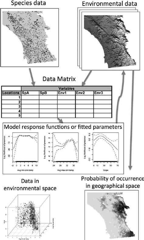 Steps In Species Distribution Modelling Species Occurrence Data Such