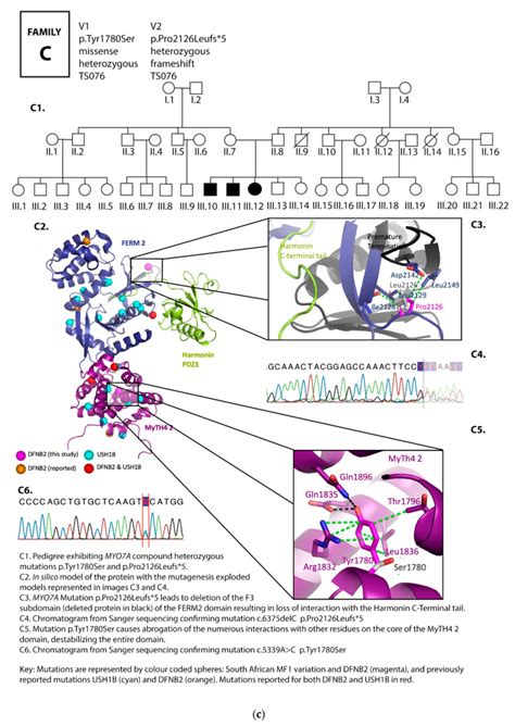Spectrum Of Myo7a Mutations In An Indigenous South African Population