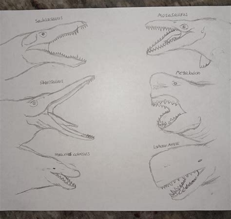 Largest Marine Predators That Ever Lived By Croczilla2062 On Deviantart