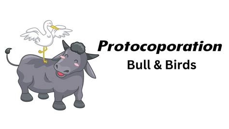 Protocooperation Bull And Birds Escape Into The Wild Youtube