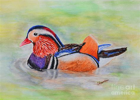 Mandarin Duck Watercolor Painting Painting By Olga Hamilton Fine Art