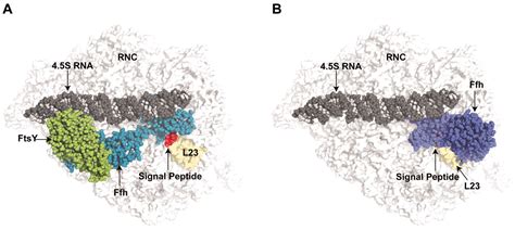 The Crystal Structure Of The Signal Recognition Particle In Complex With Its Receptor Science