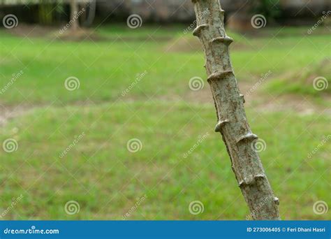 Growing Cassava Young Shoots Growing Row Of Cassava Tree In Field Landscape Of Cassava