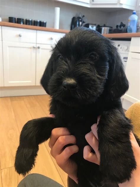 German Wirehaired Pointer X Labrador Puppies In Brechin Angus Gumtree German Wirehaired Pointer X Labrador Puppies In Brechin Angus Gumtree