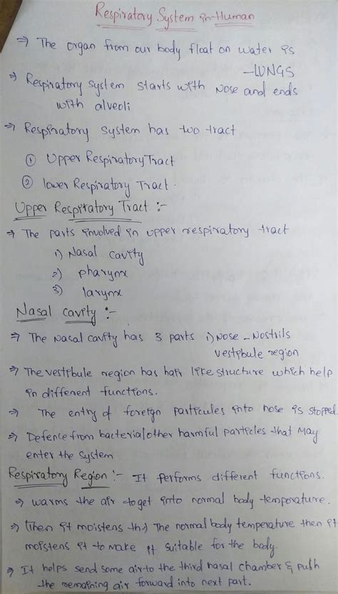 SOLUTION Human Respiratory System Notes Studypool